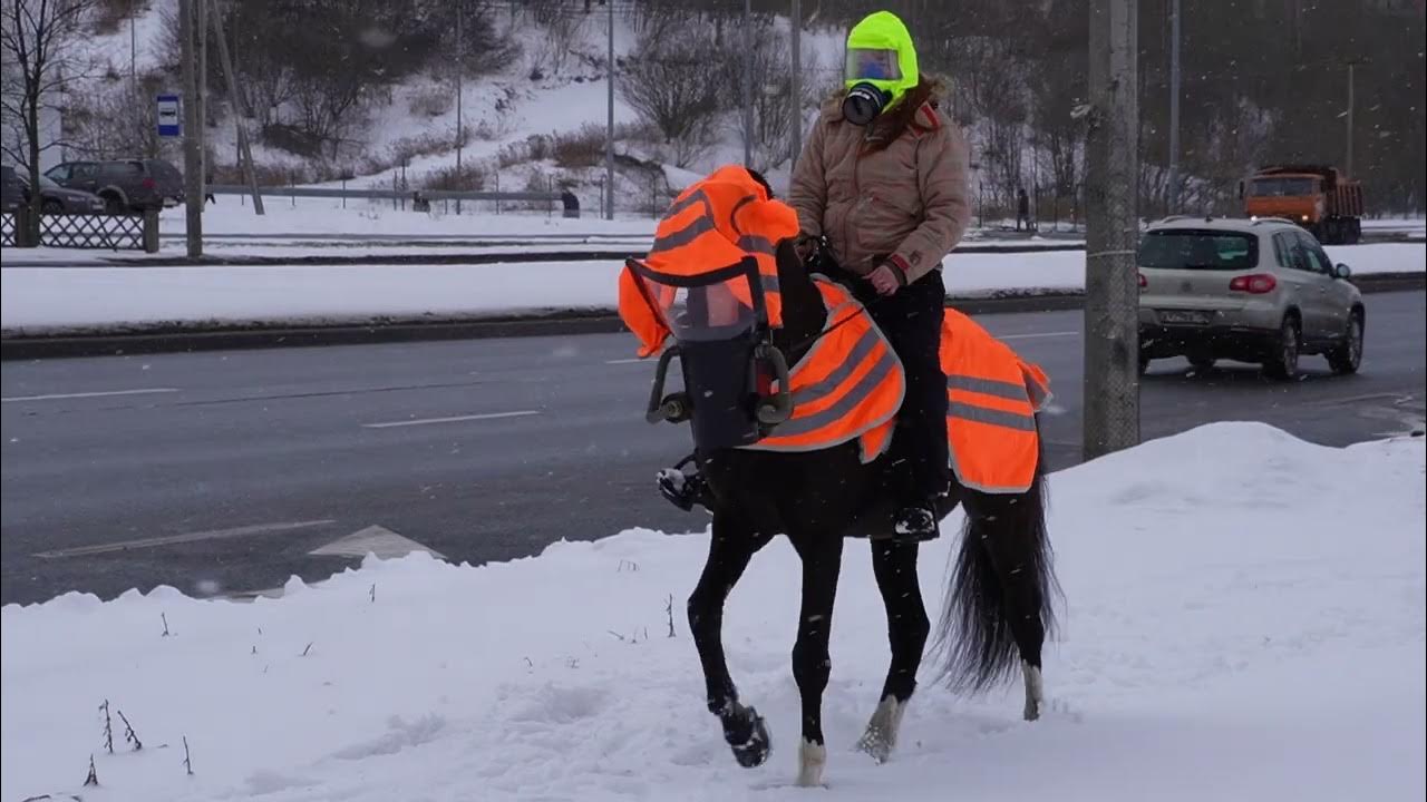 Конь в противогазе, собаки в противогазах, коты в противогазах около ...