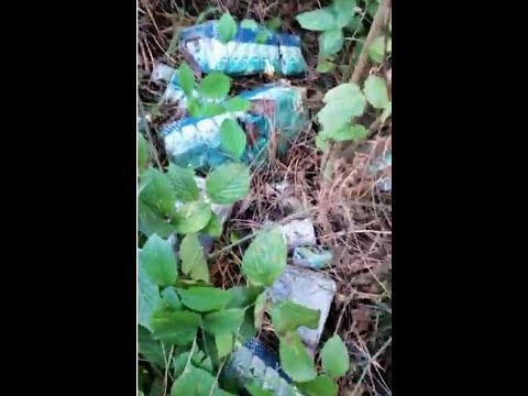 Araklı'da Ormanlık Alanda Şaşırtan Görüntü