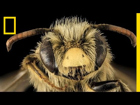 The Bee-utiful World of an Unconventional Scientist | National ...