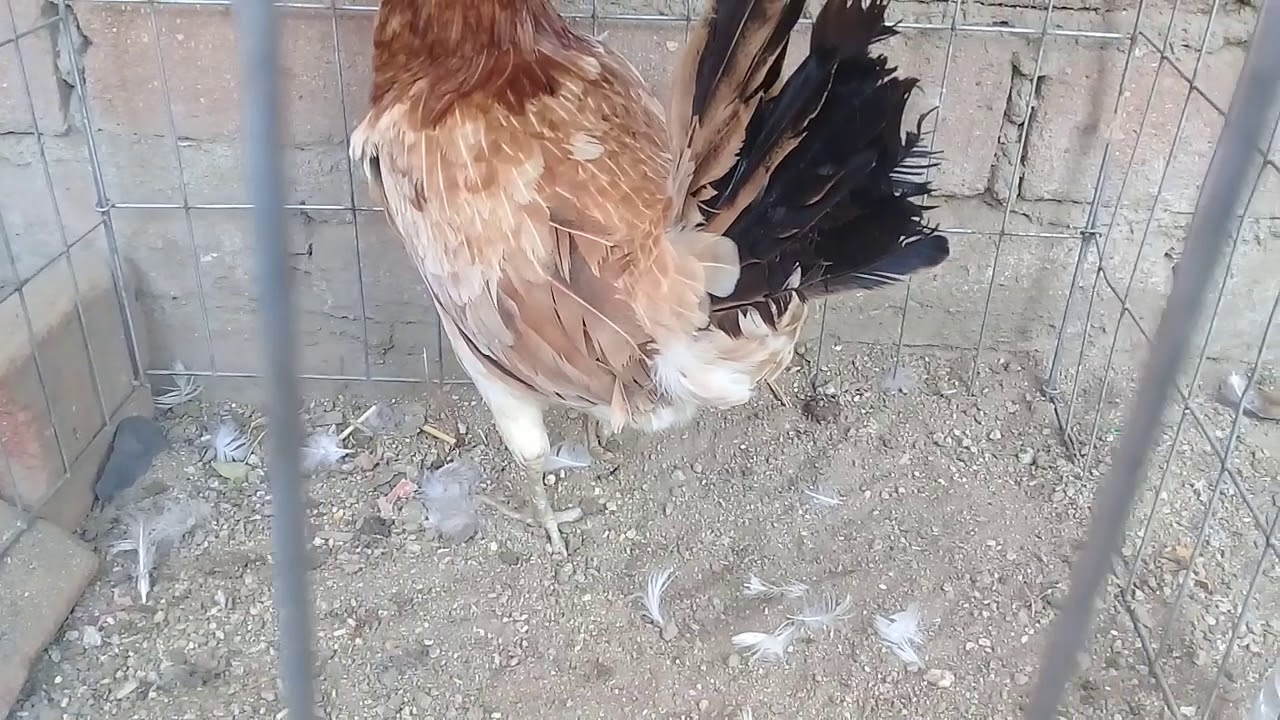 Gallina sweater kelso - YouTube