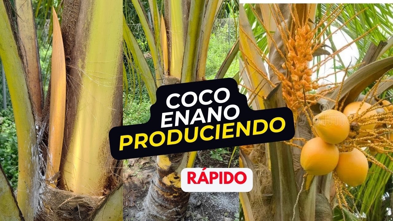 Esto debemos de hacer para tener coco enano produciendo rápido - YouTube