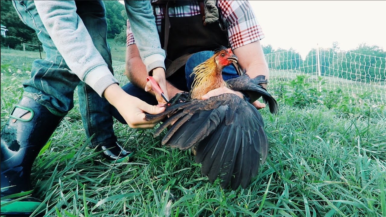 Simple Trick Keeps (even crazy) Chickens in - YouTube