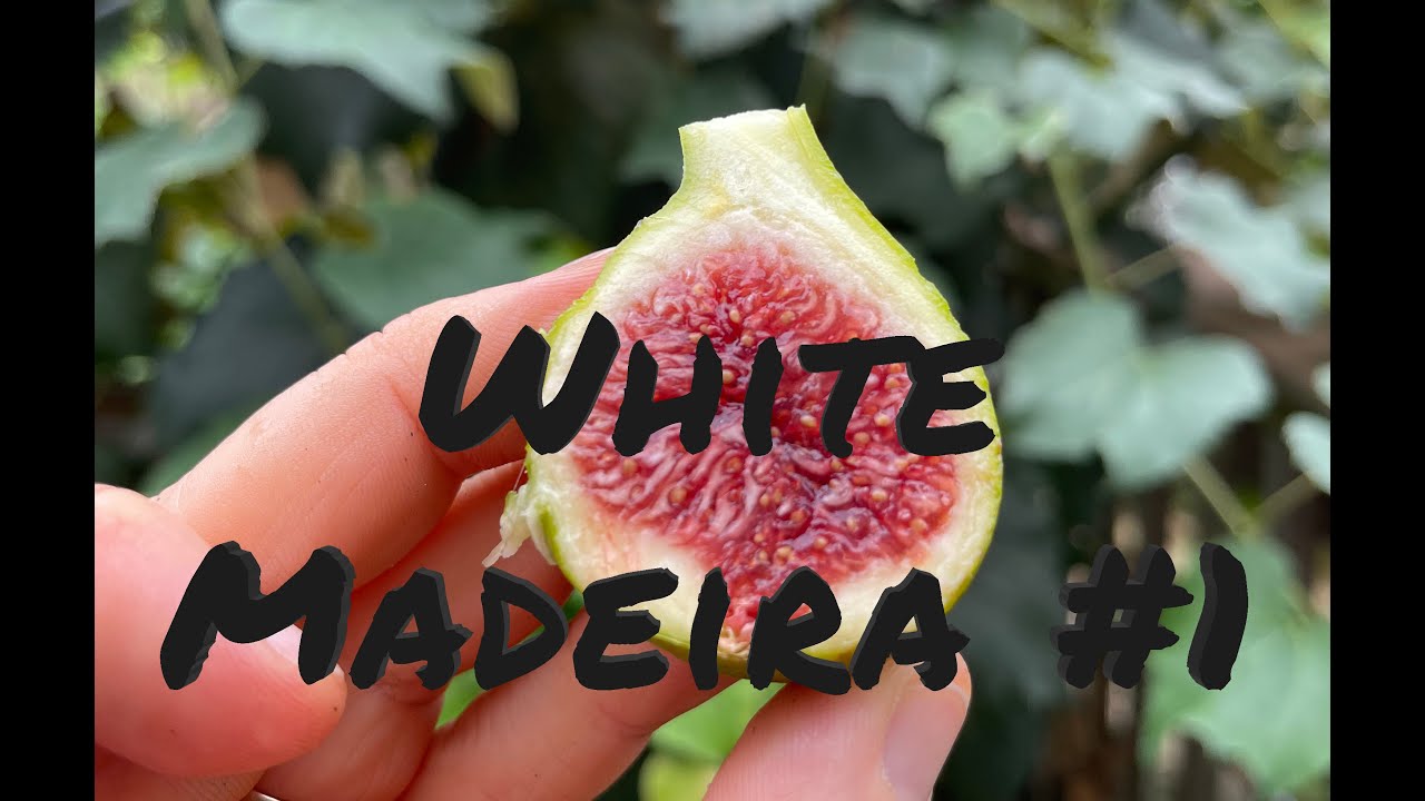 White Madeira #1 - YouTube