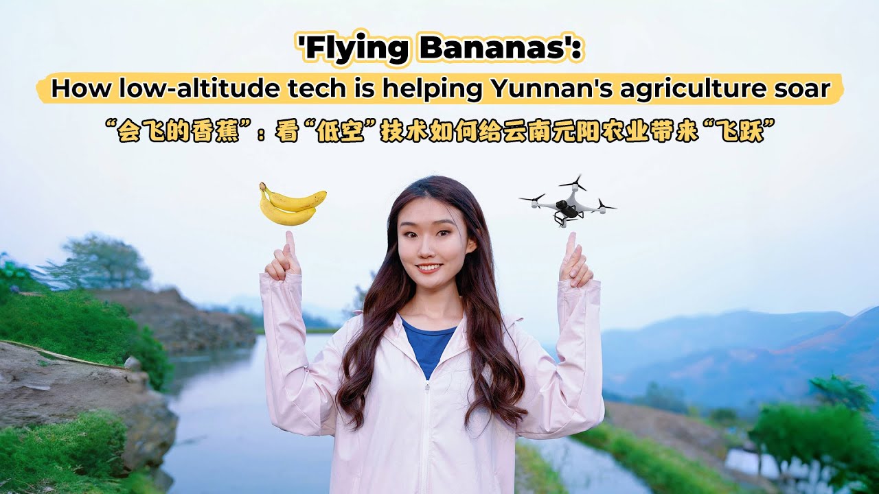 'Flying Bananas': How low-altitude tech is helping Yunnan's agriculture ...