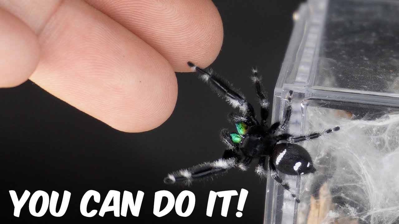 I Taught My Jumping Spider How to Jump - YouTube