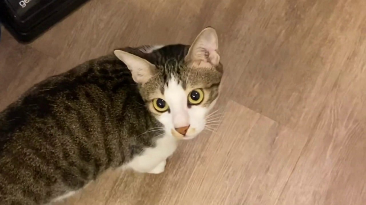 Cats Haw Par - Daily 08 - YouTube