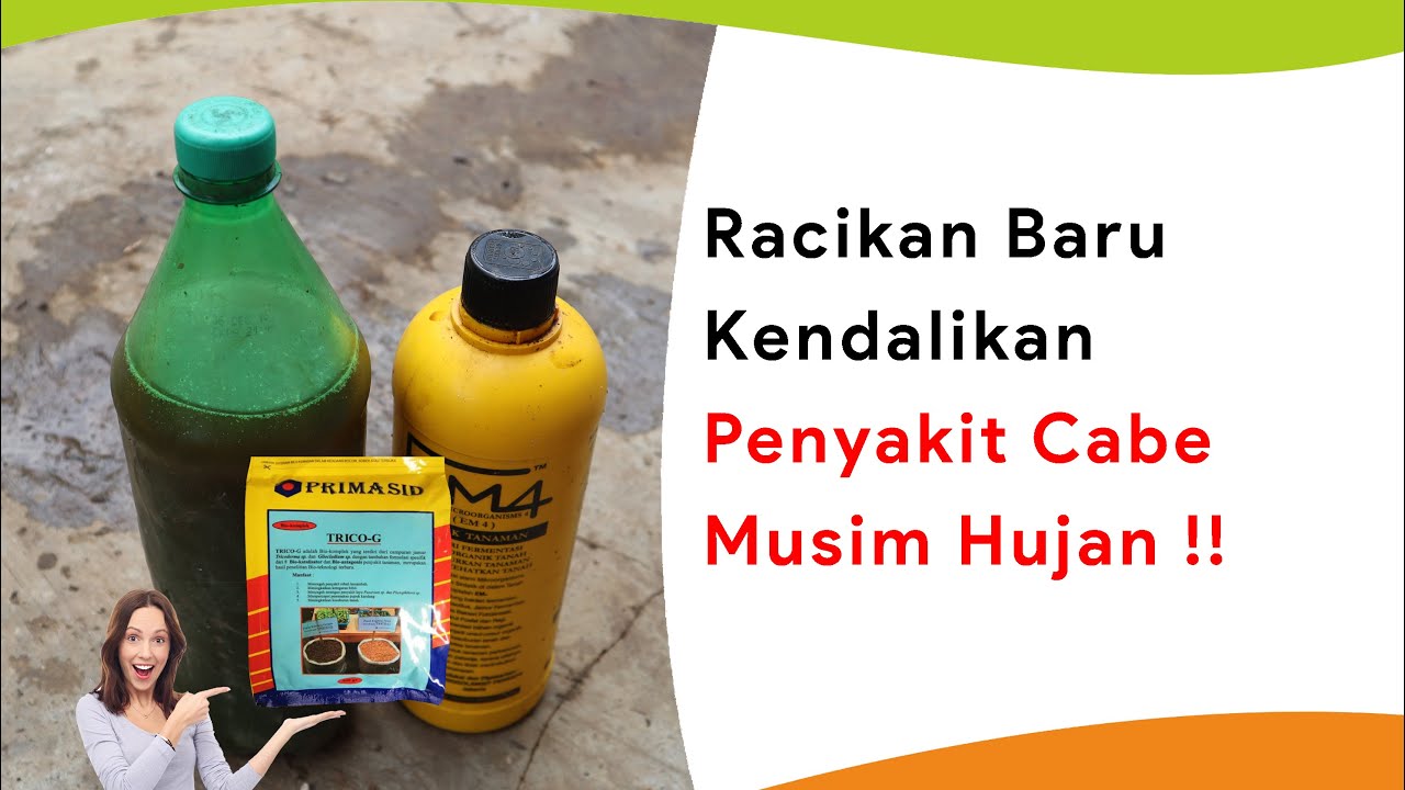 Pengkocoran Trichoderma dan EM4, Cegah dan Kendalikan Semua Penyakit ...