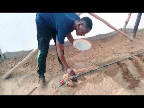 Importance of Basal Fertilizer Application. - YouTube