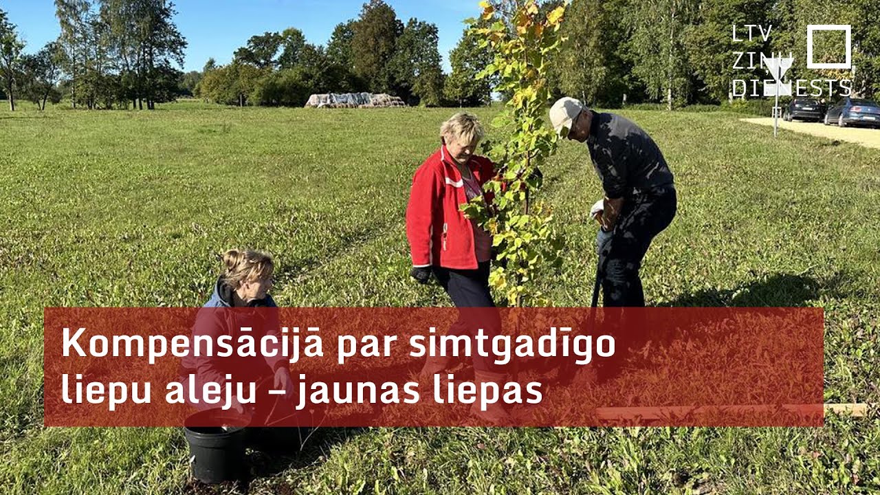Kompensācijā par simtgadīgo liepu aleju – jaunas liepas - YouTube
