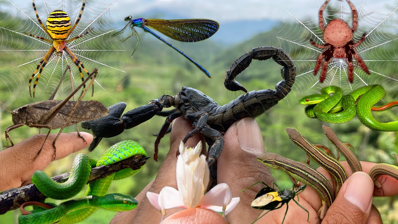 catching various types of insects and reptiles - YouTube