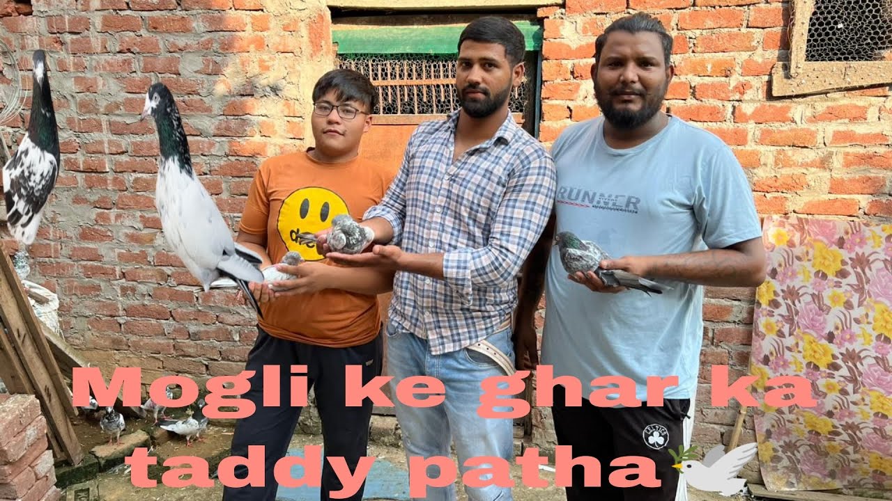 Issak ke breeder kabutaron ka kiya shouk 🕊|| nikka pigeons club #bird #viral #kabootar - YouTube