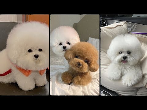 3 type of Pomeranian (pom) - YouTube