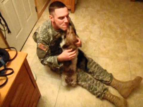 Dachshunds welcome Army pappa home! - YouTube