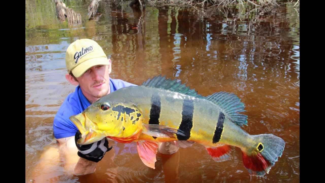 Rio Negro fishing adventure - YouTube