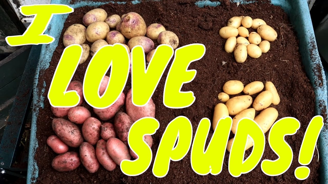 😍 I LOVE Potato Reveals! 😍 FOUR Different Potato Reveals. - YouTube