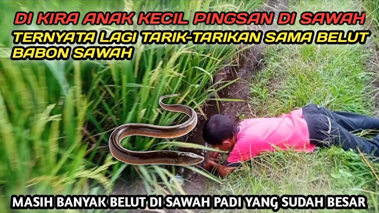 MANCING BELUT BARENG ANAK KECIL DI SAWAH DAPAT BELUT BABON - YouTube