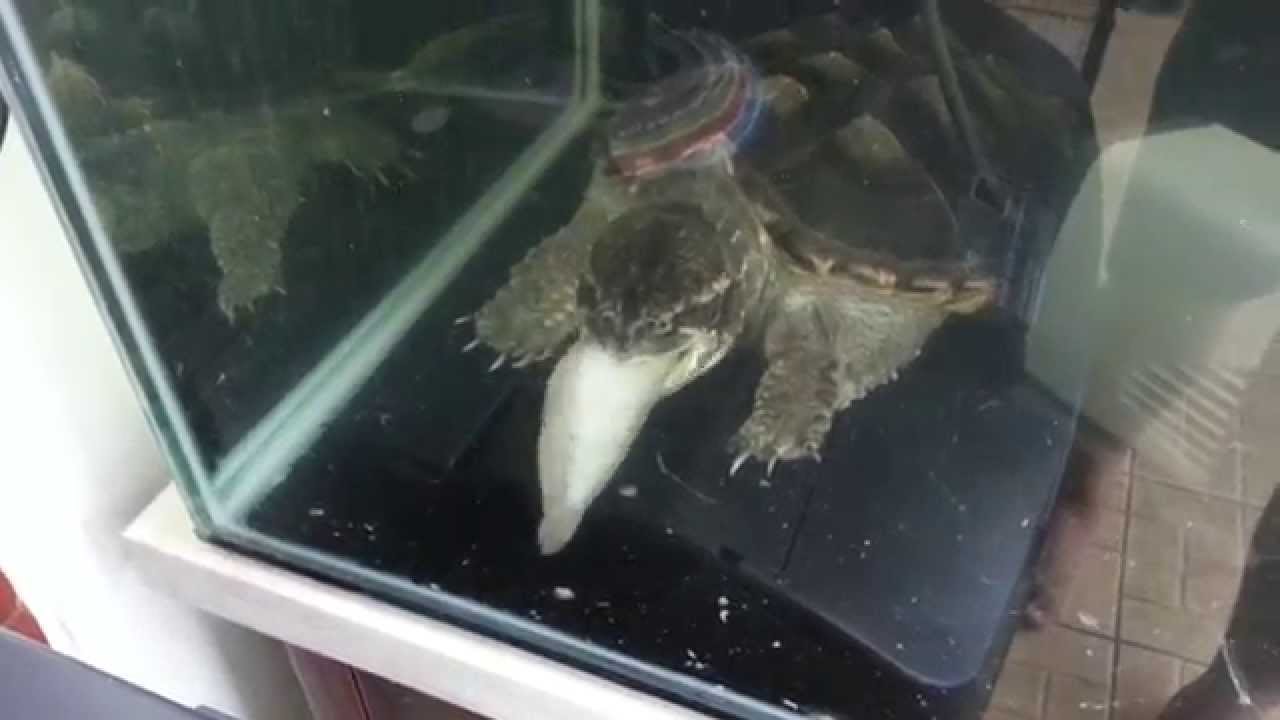Common Snapping turtle eating dead Arowana - YouTube