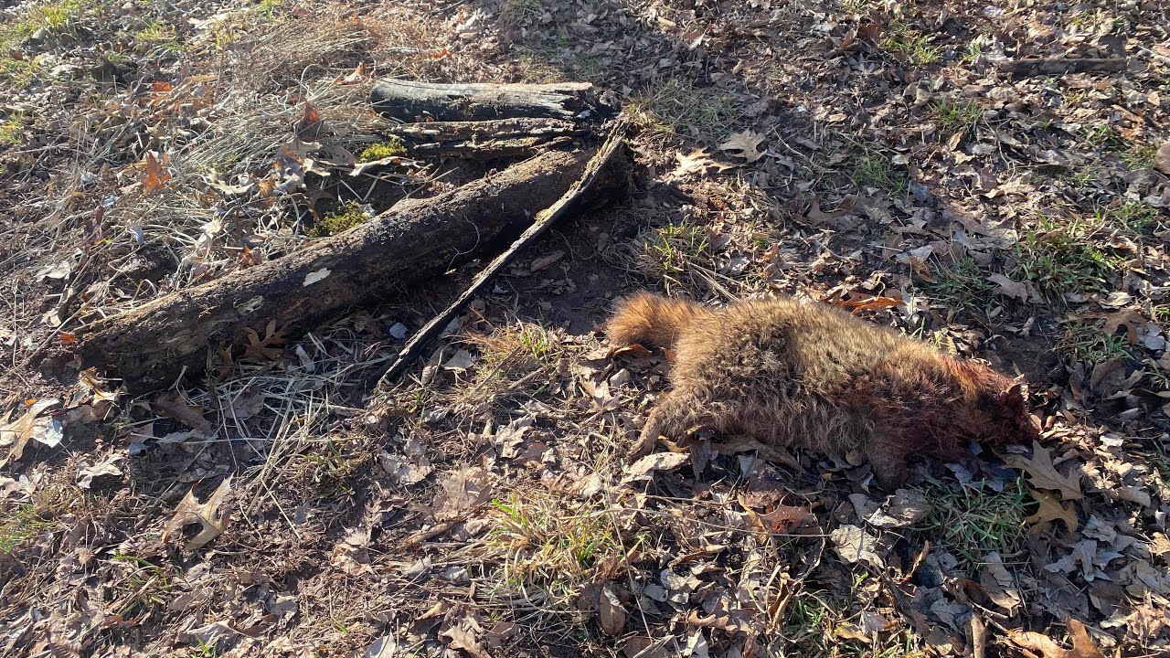 Trapping And Deer Hunting - YouTube