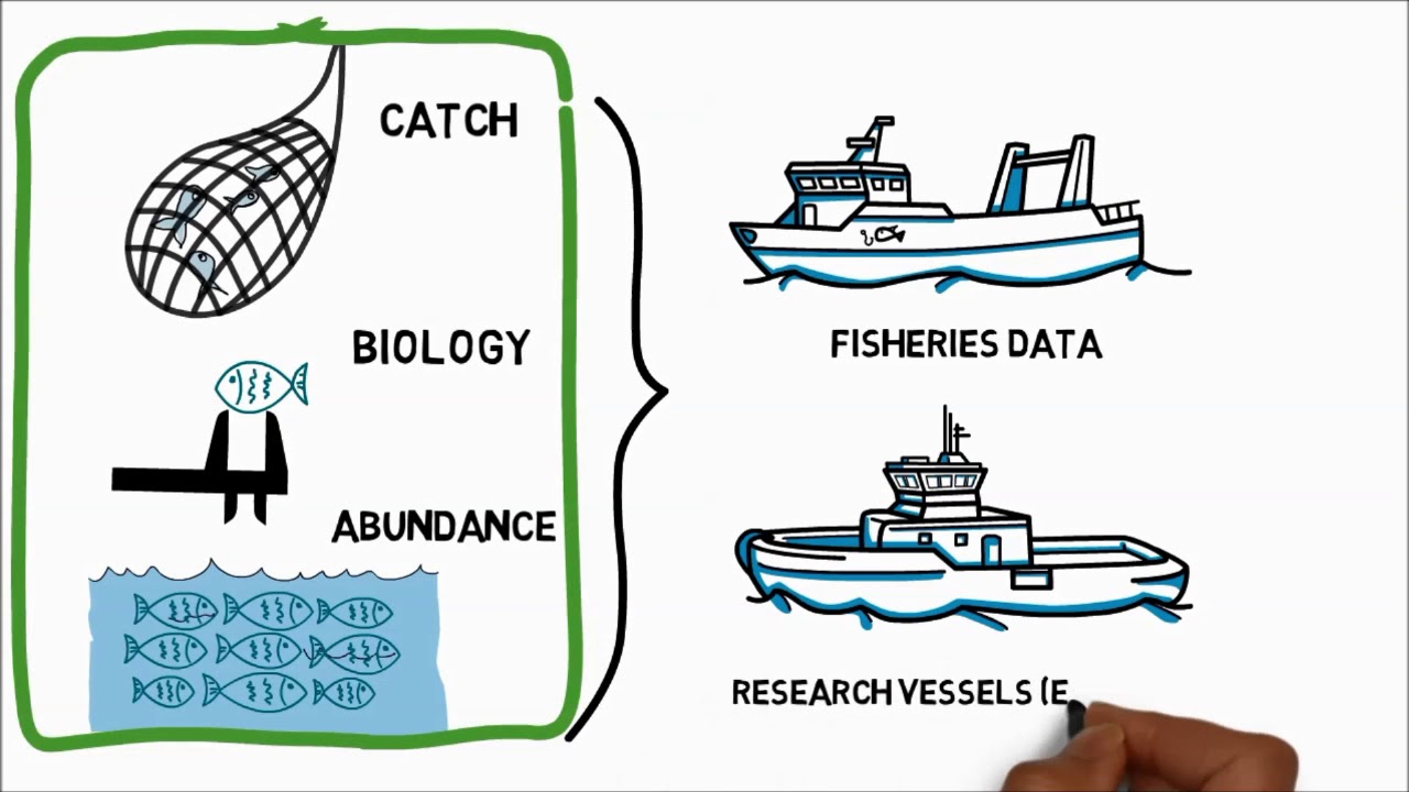 What is a Fish Stock? - YouTube