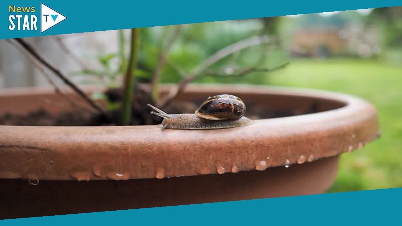 Gardening expert shares simple £1 trick to naturally deter snails and ...