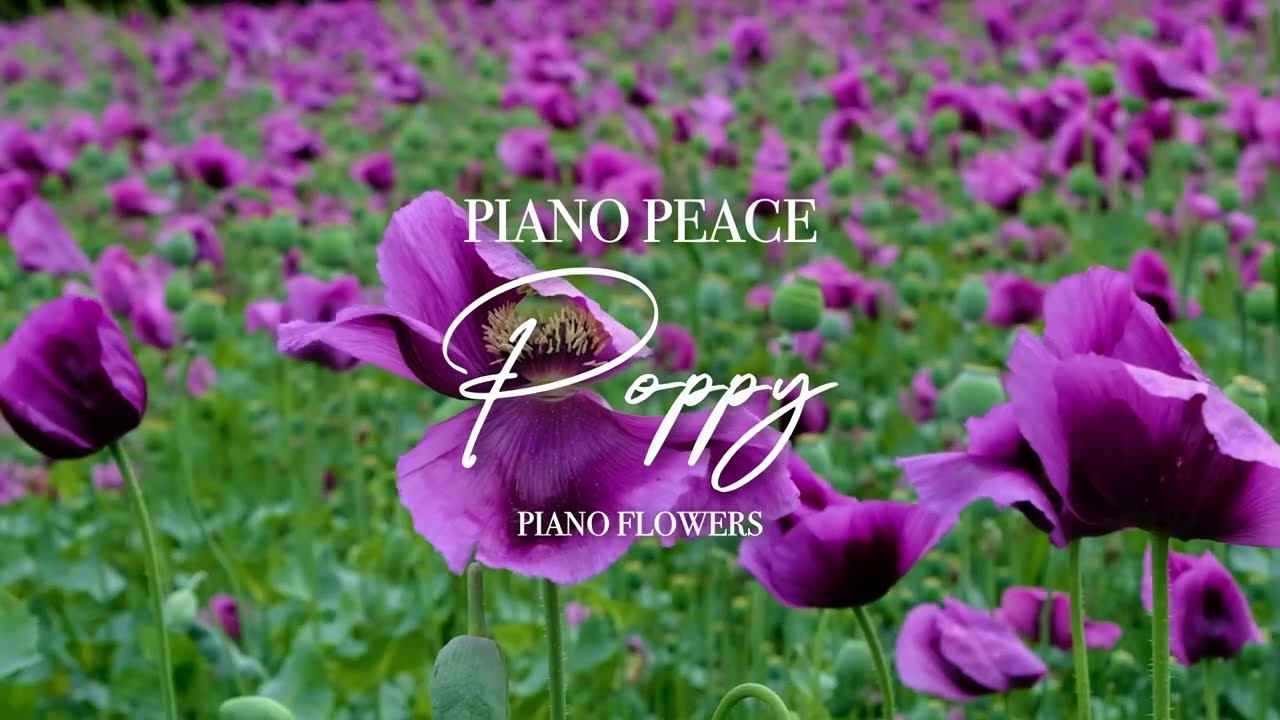 Poppy | Piano Flowers - YouTube Music