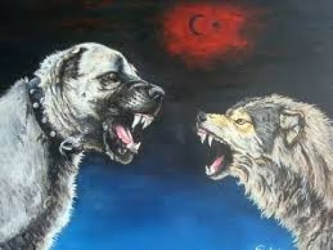 2021 Kangal Tiktok videoları / tiktok köpek videolar