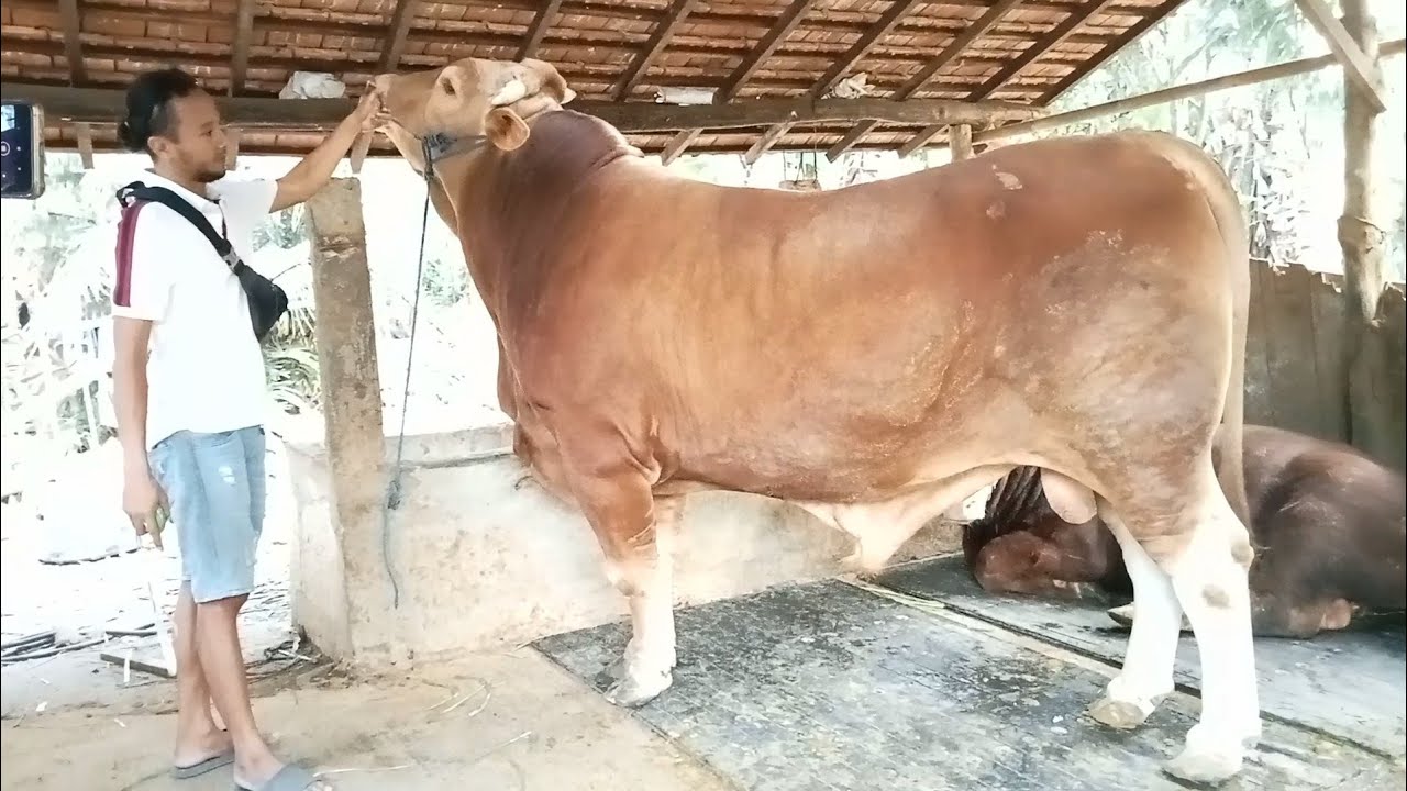 PAJERO SAPI MONSTER TERSEMBUNYI DI PUNCAK GUNUNG WONOKUSUMO SUKOLILO ...