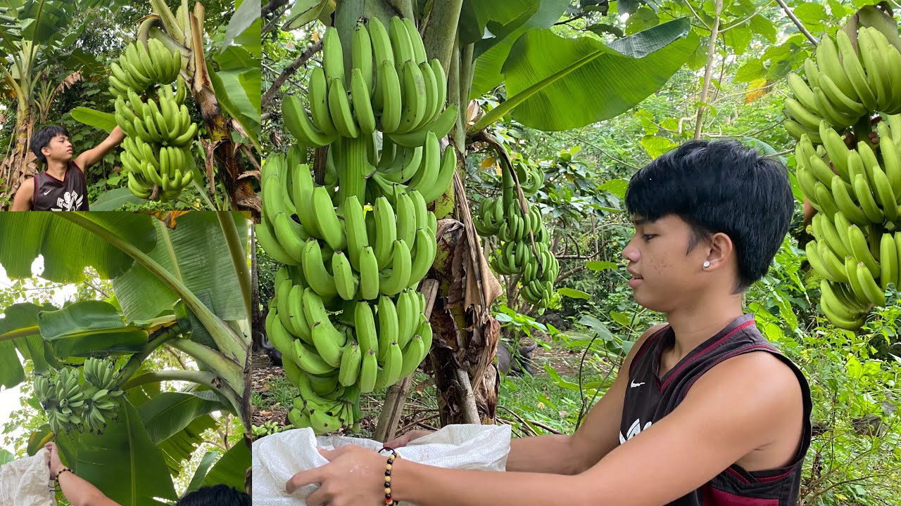 Countryside lifestyle | Harvesting Banana #blessings #provincelife # ...