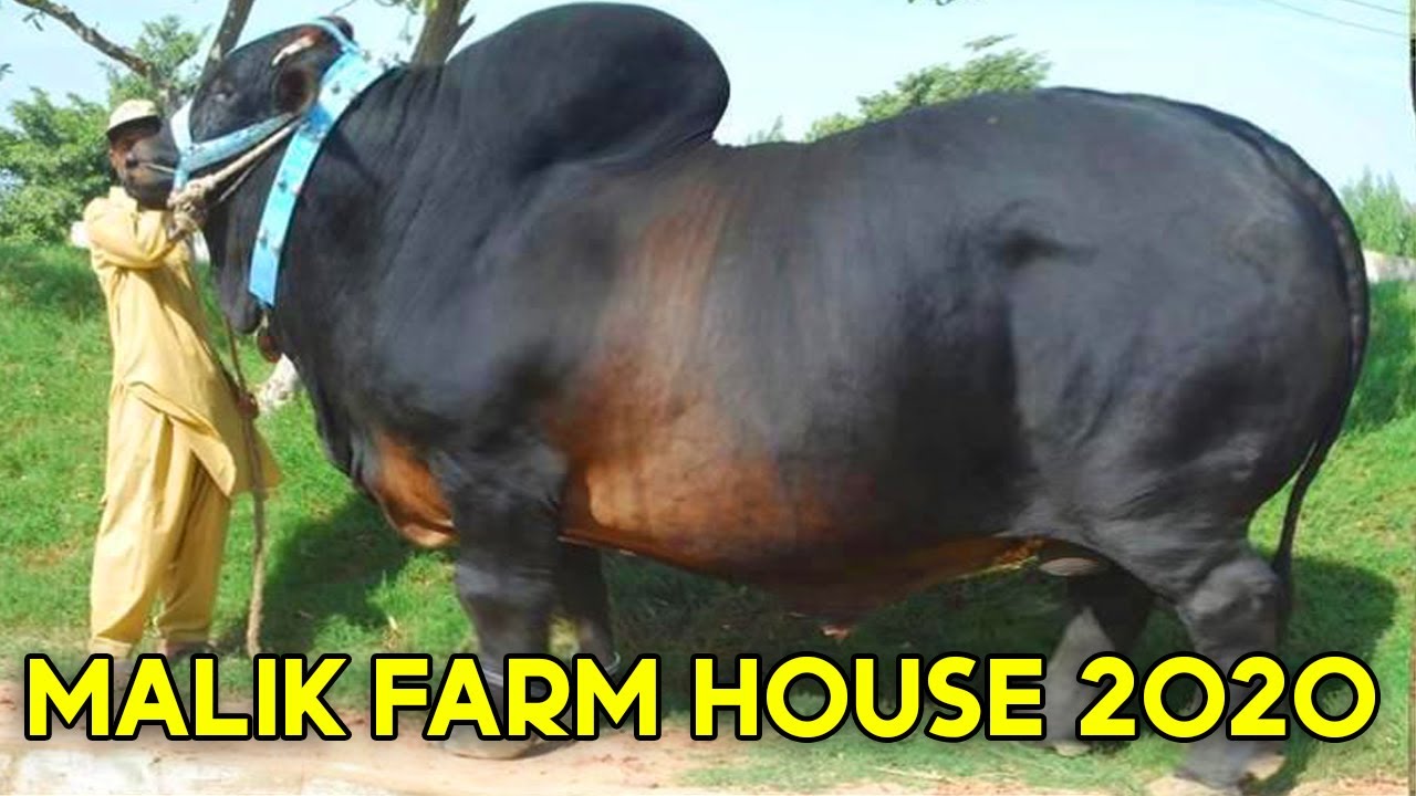Bakra Mandi VIP Bulls & Cows - Malik Farm House Lahore 2020 - Eid Ul ...