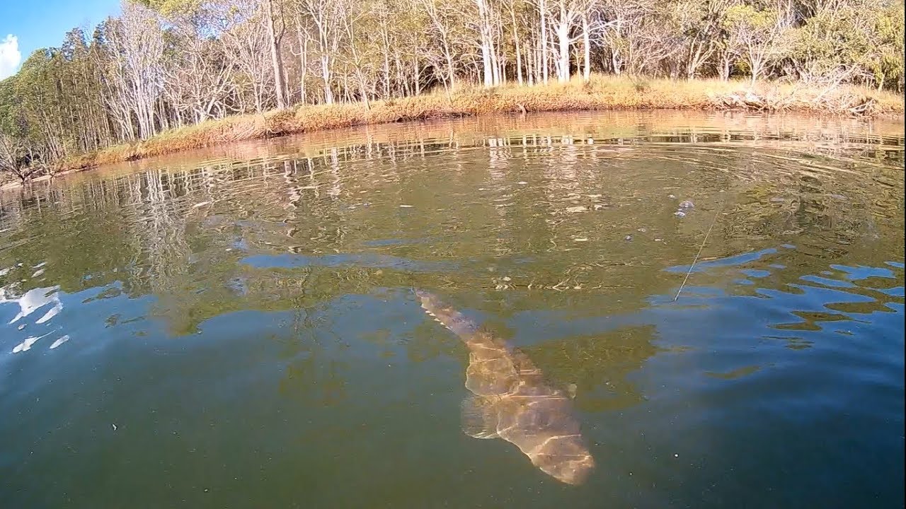 Underwater Footage Flathead Fishing Soft Plastics - YouTube