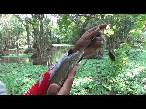Mancing Ikan Gabus Di spot Air Keruh || Sabaran Bertubi Tubi - YouTube