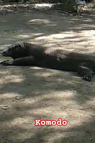Komodo - YouTube