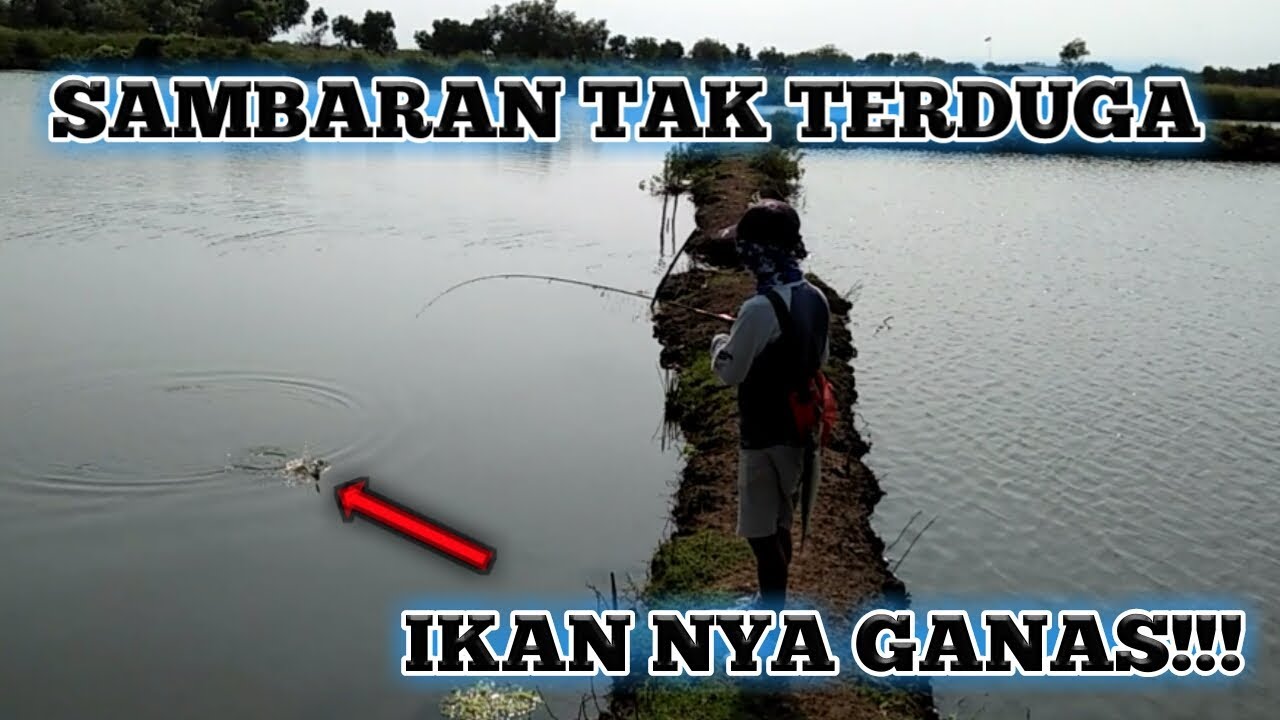 STRIKE!!! IKAN PAYUS (BABON) DI TAMBAK | ULTRALIGHT FISHING - YouTube