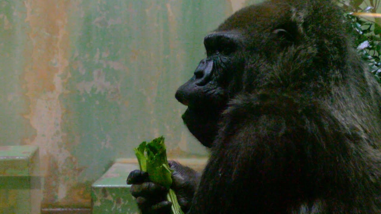 ローラの櫓はなんになる？（What is Rola's A central raised platform?）千葉市動物公園 ゴリラ ...