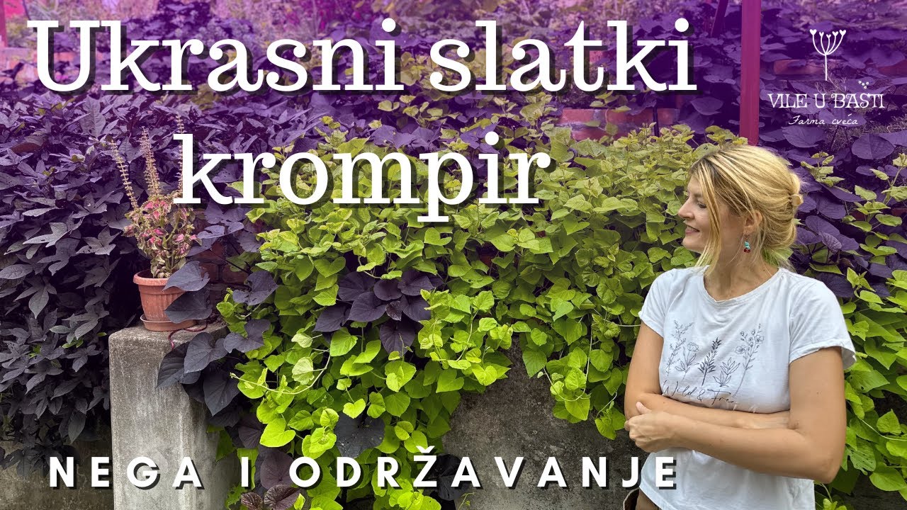 Ukrasni Slatki Krompir🌿- Sve Šta Treba Da Znate🪴🌞 - YouTube