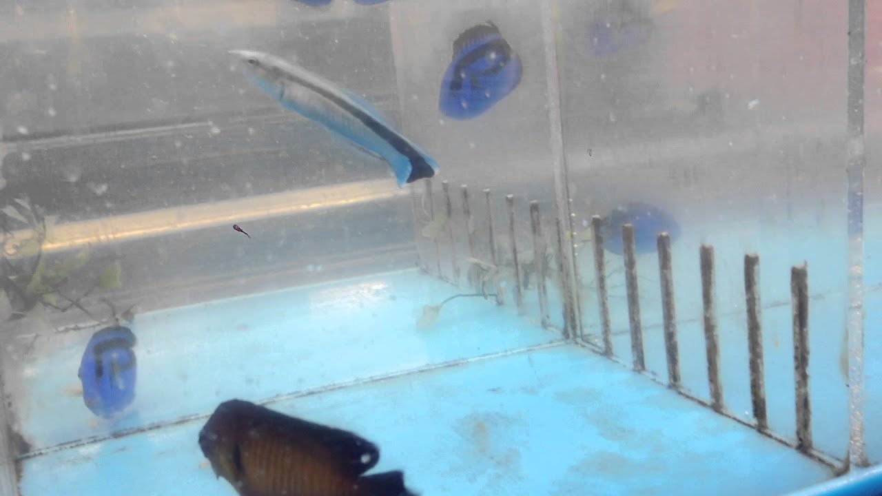 All About the Cleaner Wrasse - African Cleaner Wrasse - Gerber's ...