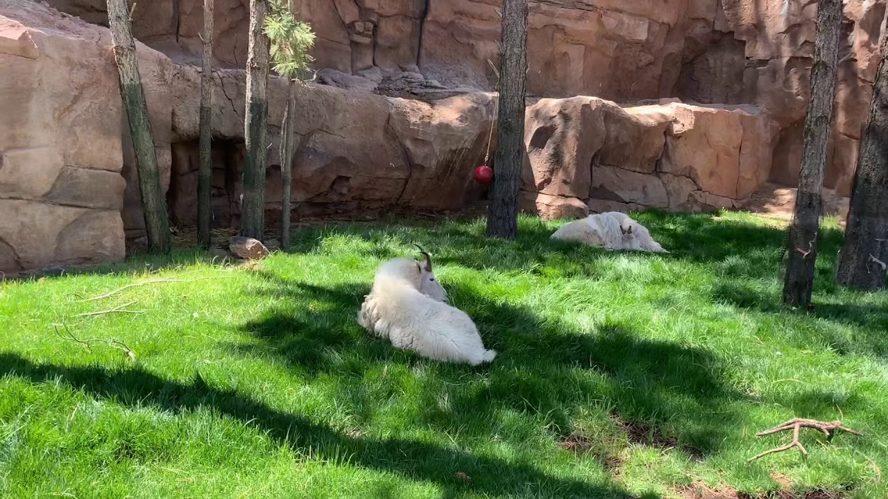 Bearizona drive thru zoo experience 차안 동물원 구경 - YouTube