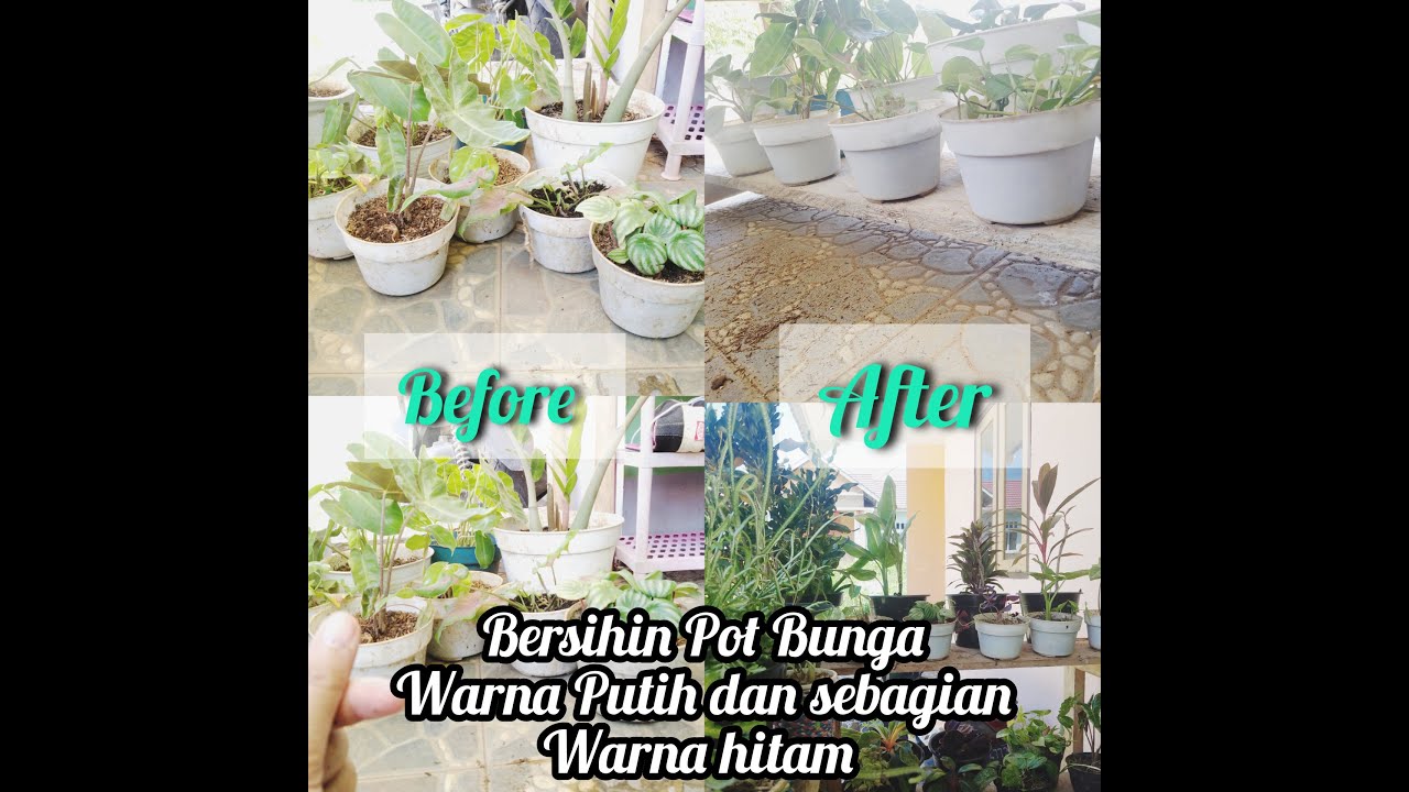 Melakukan Pembersihan Bertahap pada Pot Bunga// Jangan Lupa Bahagia 🥀☺️ ...