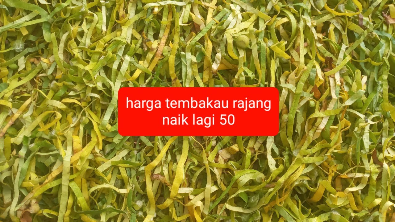 Harga tembakau rajangan 2023 - YouTube