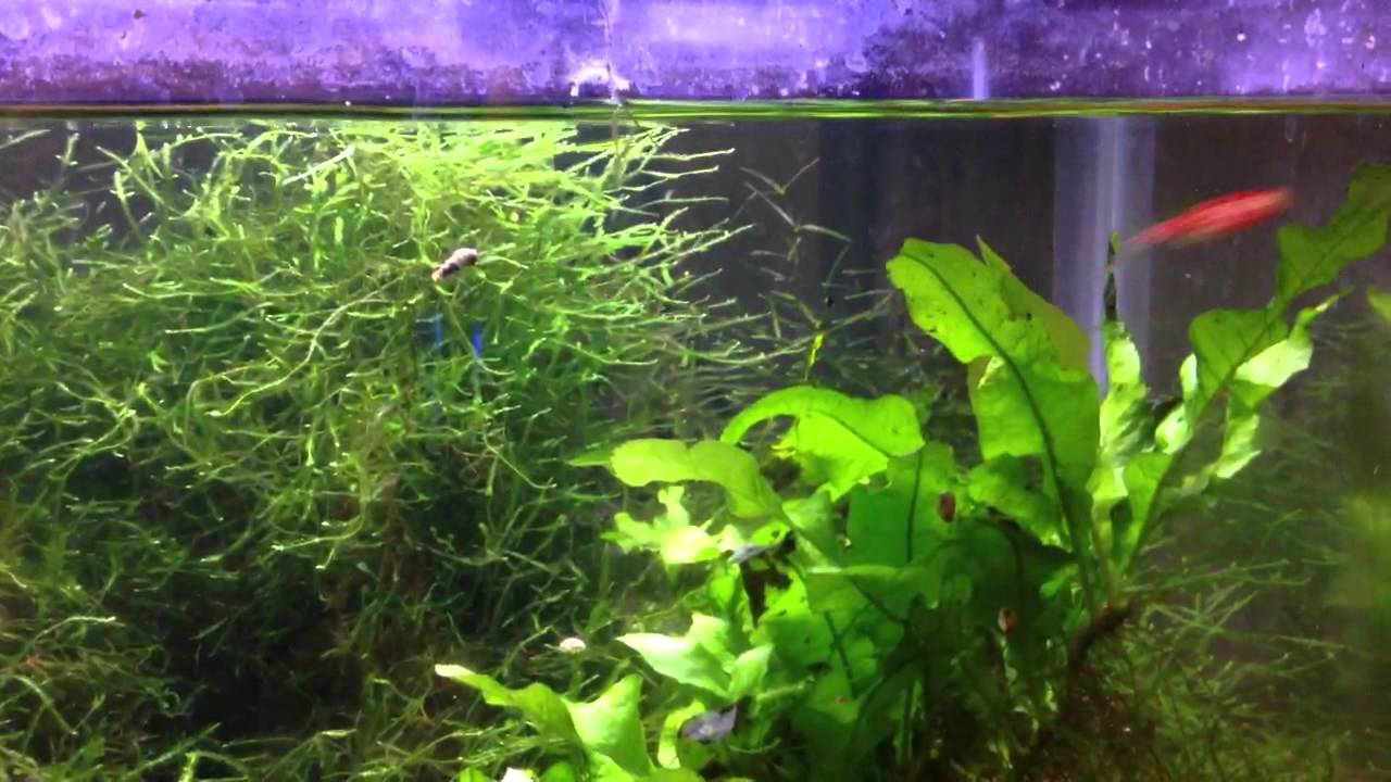 GloFish feeding frenzy - YouTube