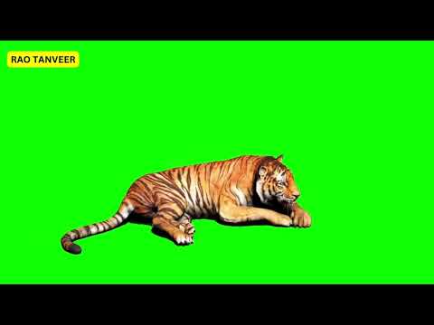 Tiger Animation Green Screen | Full HD Video Download | Green Screen Video