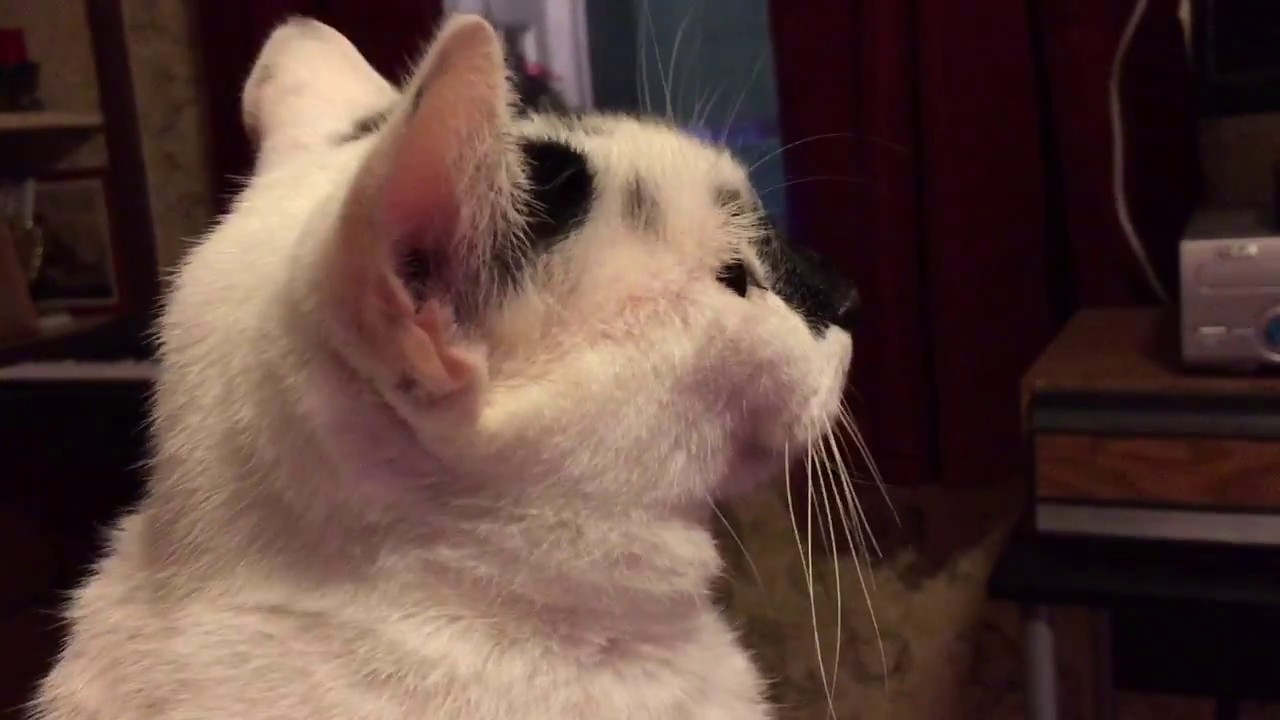 WHAT IS THIS CAT PLOTTING? - YouTube