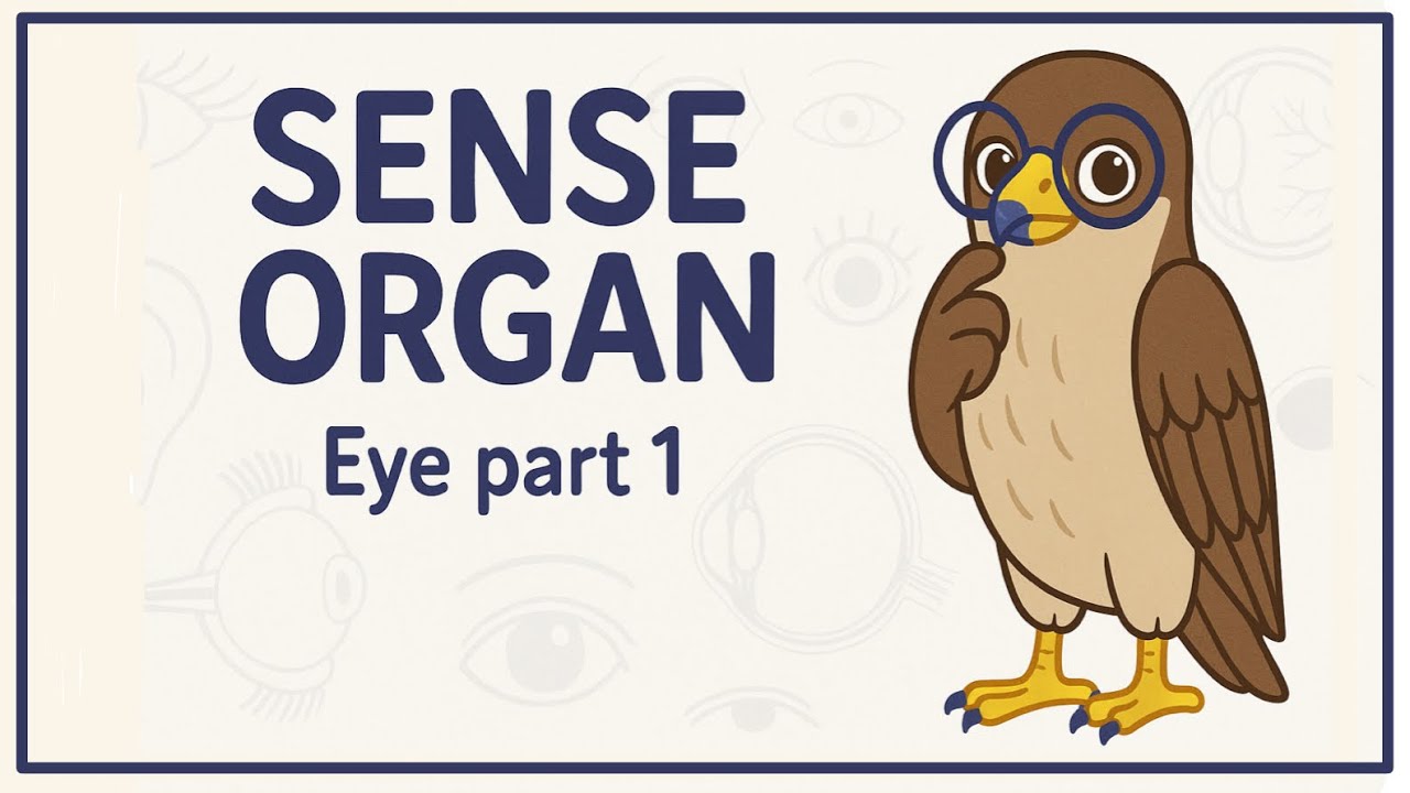 Sense organ: Eye part-1 - YouTube