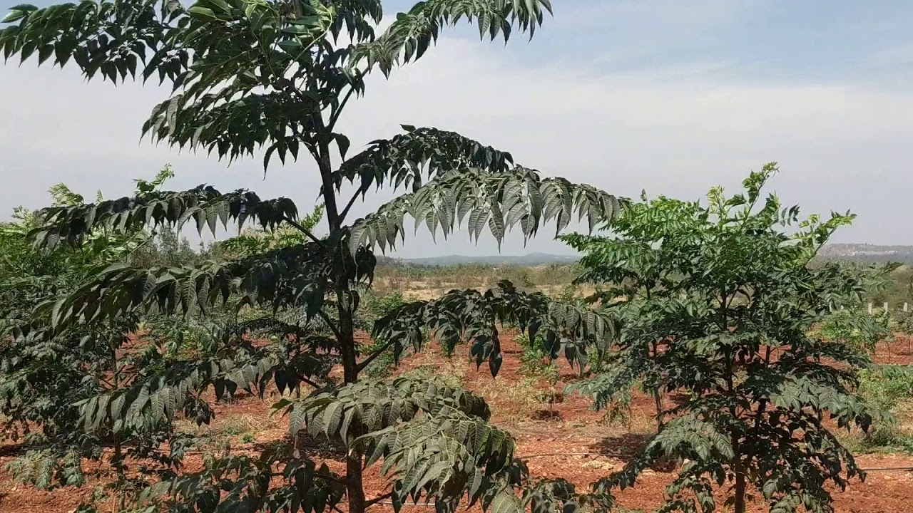 Hebbevu plantation kannada @ Srirangapatana, Karnataka. 😀 SUBSCRIBE 😀 ...