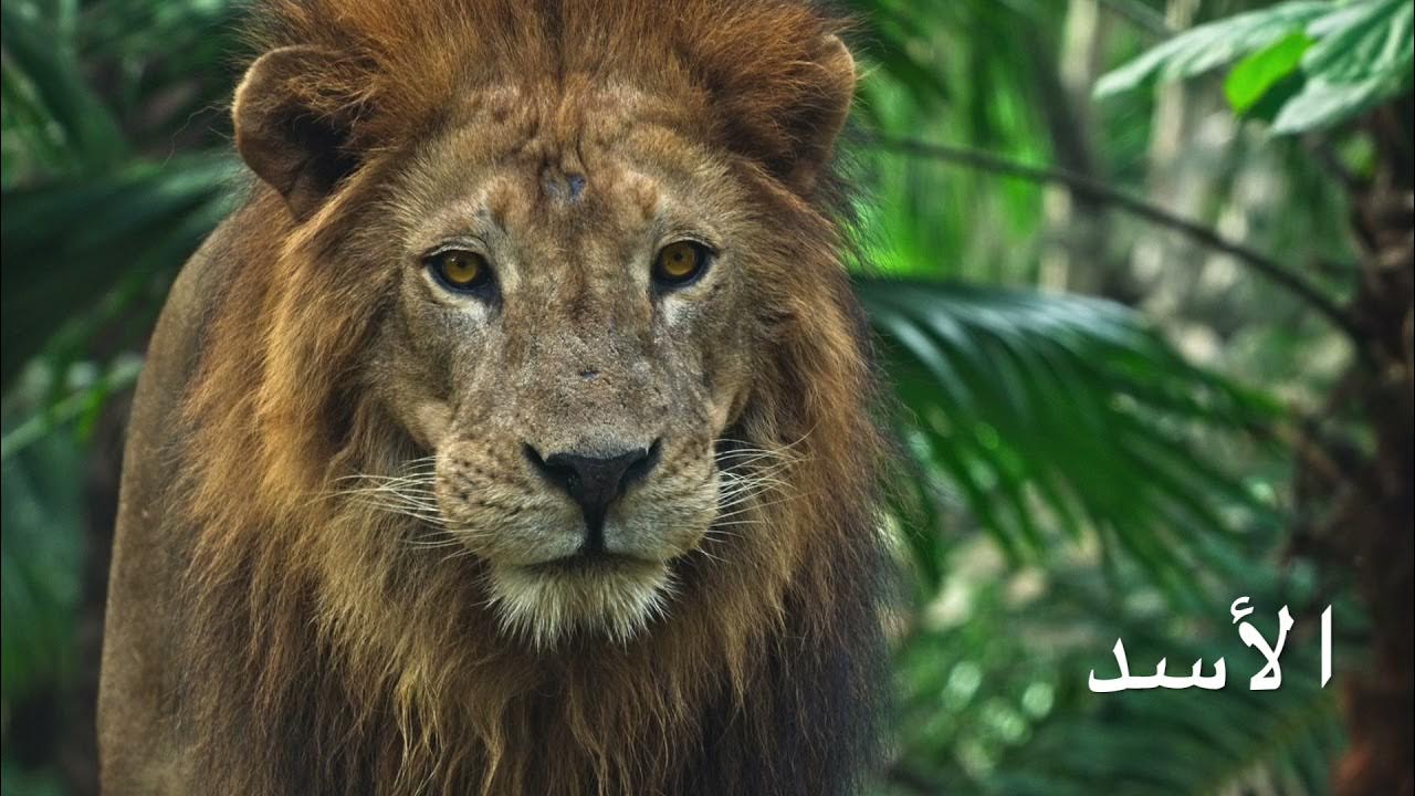 صوت الاسد مخيف جدا - YouTube