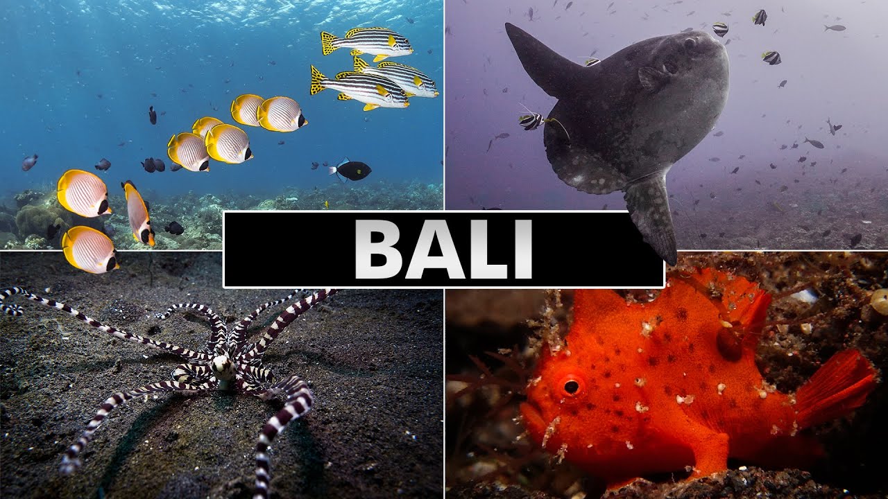 Diving Indonesia: Bali (muck diving and coral reefs) - YouTube