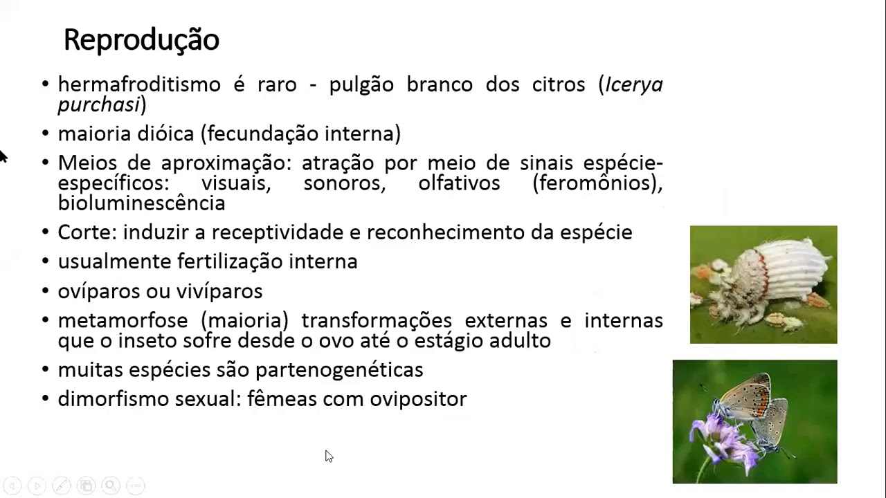 5 AULA - 2 Morfologia, anatomia e fisiologia dos insetos e aspectos da ...