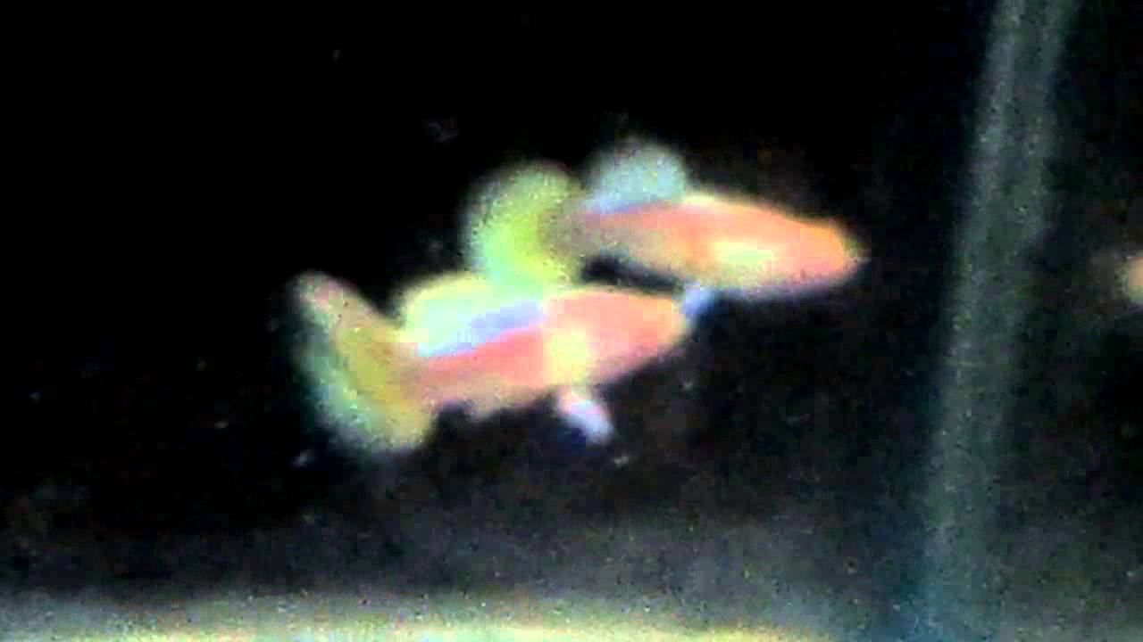 Guppy allbino german yellow - YouTube
