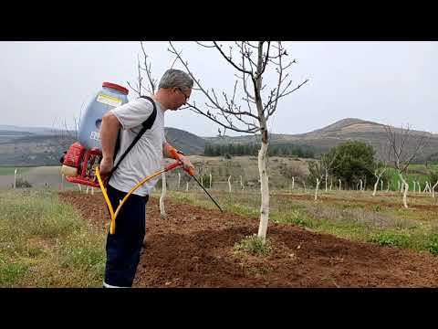 Leonardit İçerikli Humik Asit Hazırlanması Ve Uygulanması (Ceviz Bahçesinde Tam Sezon Yapılanlar-5)