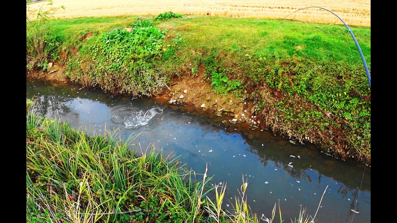 10 minuti diretta foss fishing - YouTube